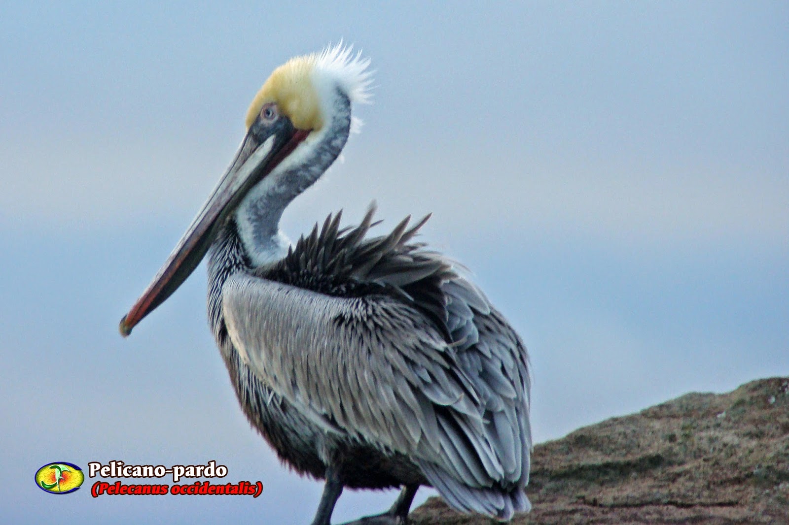 Zoologia: Pelicano-pardo (Pelecanus occidentalis)
